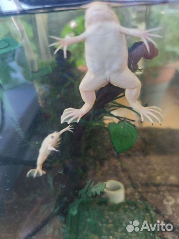 Шпорцевая лягушка