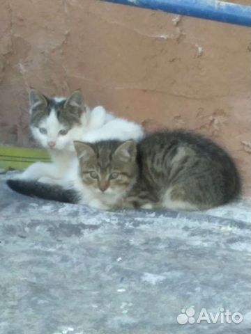 Уличные котята ищут дом