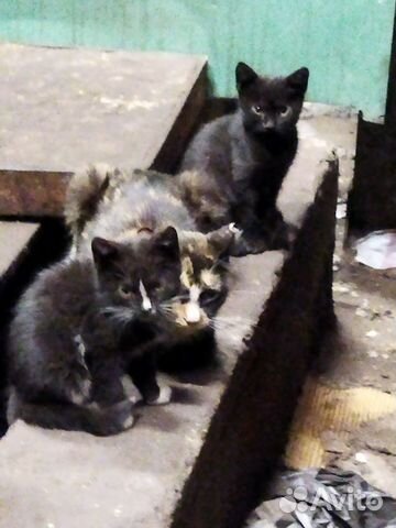 Маленькие котята пропадают на заводе