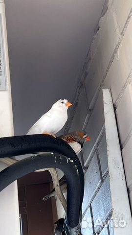 Амадины молодые