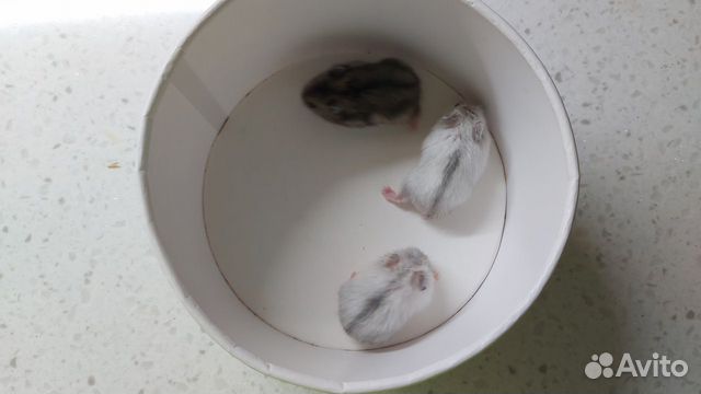 Джунгарики. 3 девочки,4 мальчика. Родились 14 июля