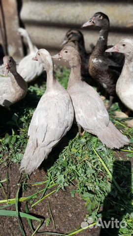 Мускусные утки тяжелые линии