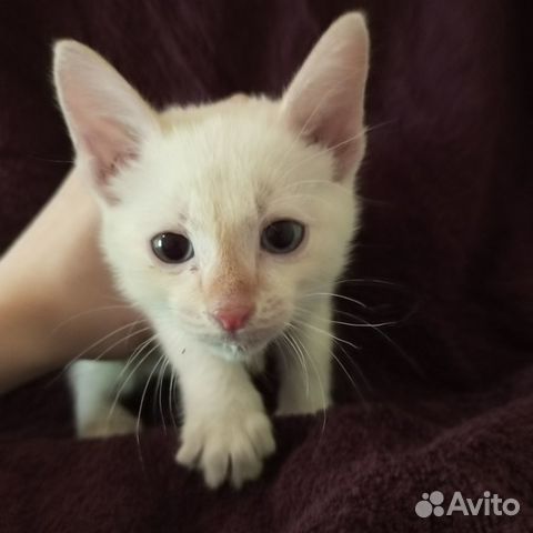 Белый котенок