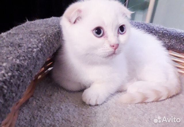 Плюшевый белый котёнок