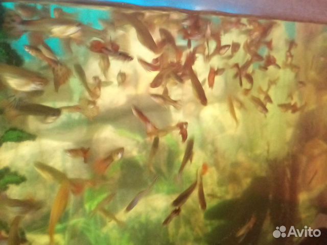 Рыба гупешка