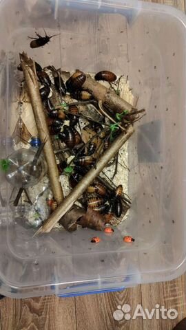 Мадагаскарский шипящий таракан