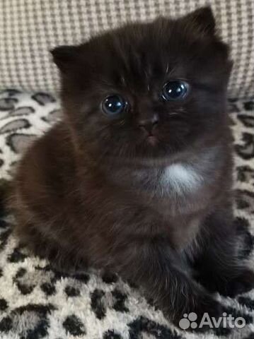 Британский котенок