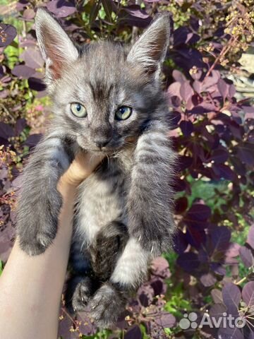 Дымчатый котенок Марсель