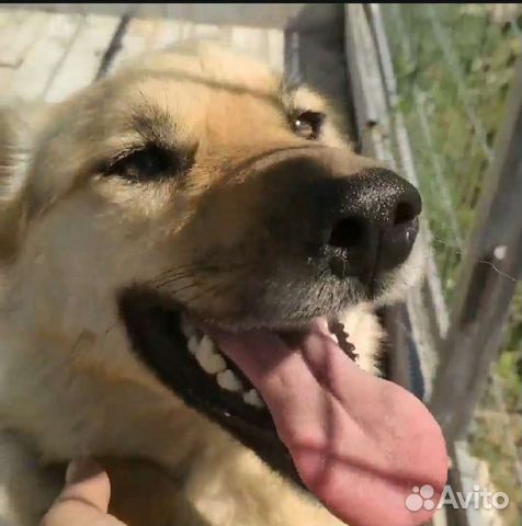 Собака Милана