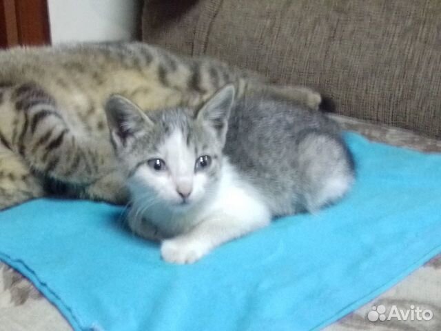 Котенок девочка в добрые руки