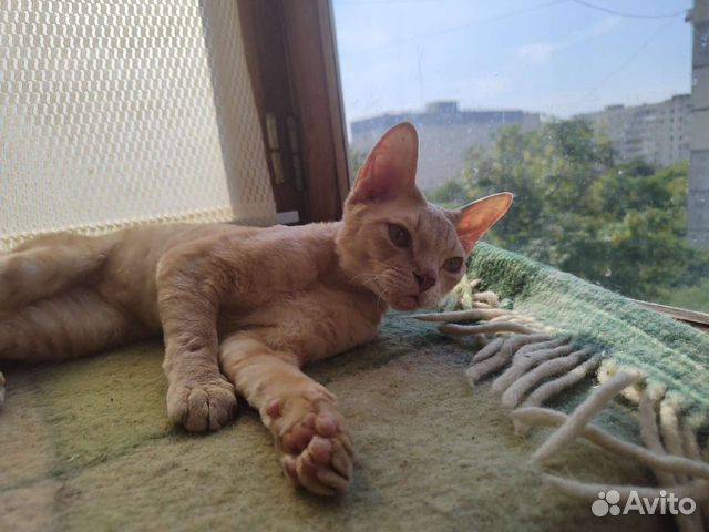 Девон Рексик