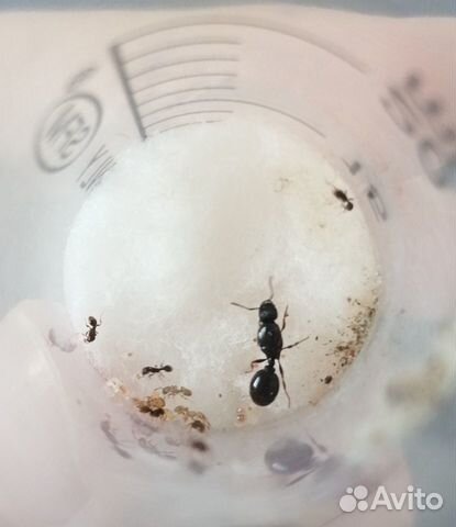 Муравьи (Tetramorium caespitum)