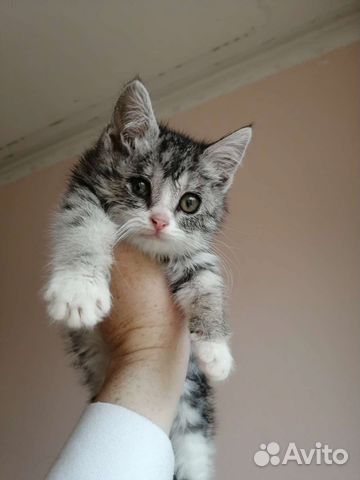 Котенок девочка в добрые руки