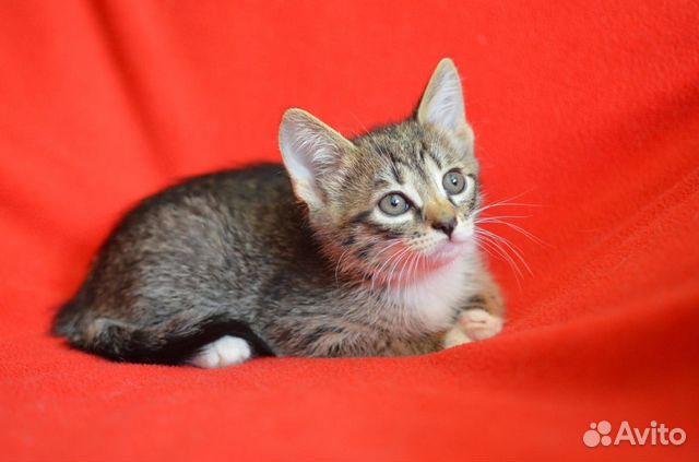 Котёнок лесного окраса в дар