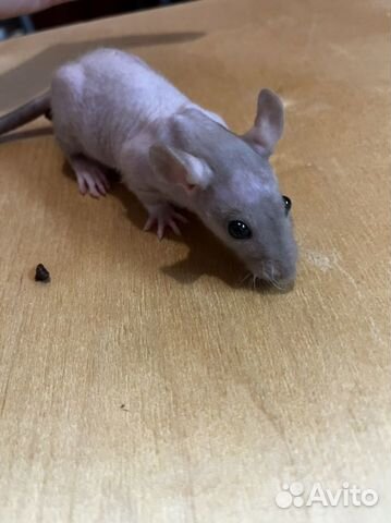 Крысята полулысые