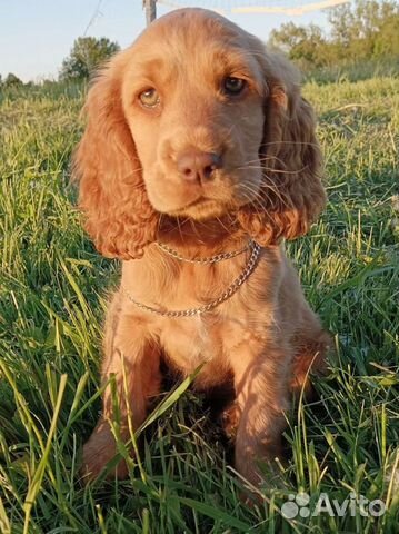 Английский спаниель