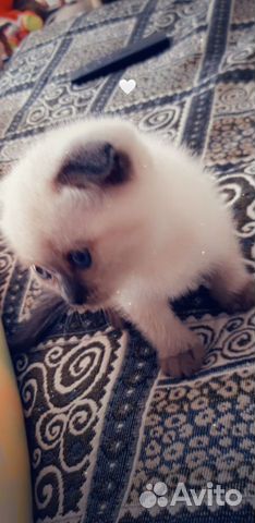 Котятки британцы