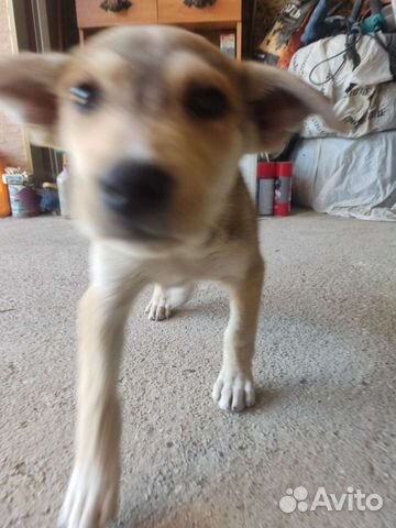 Собаки бесплатно в добрые руки щенки