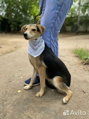 Не выжить в приюте. Спасите собаку