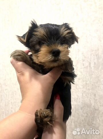 Йоркширский ребенок красавица и умница