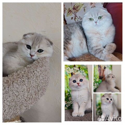 Золотая шиншилла