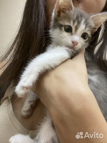 Котенок бездомыш нужен дом