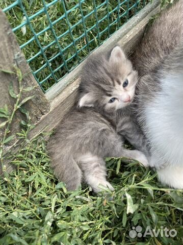 Котенок