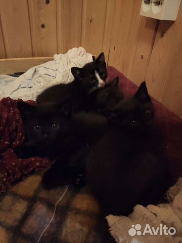 Котята дворяне среднешерстные