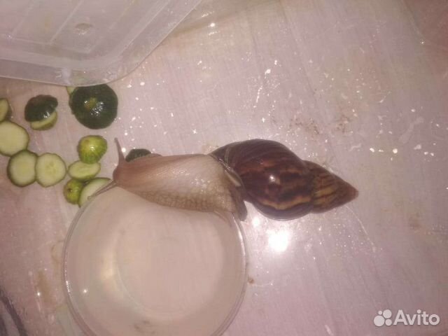 Улитка Ахатина с домом