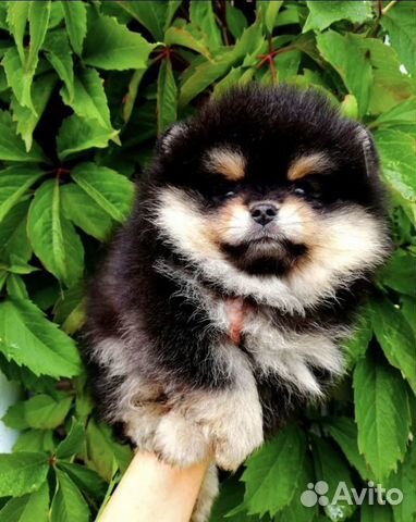 Шпиц Черно подпалый