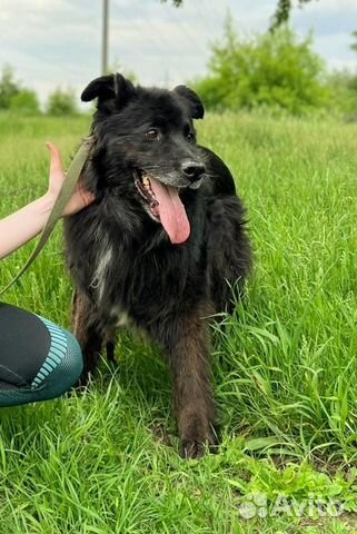 Пёс Найт совсем никому не нужен