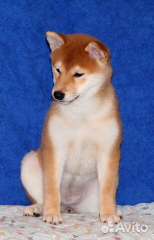 Щенки Сиба-Ину (shiba)