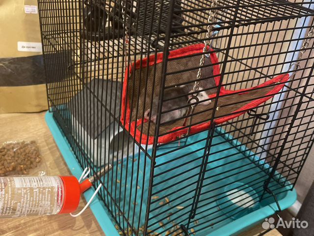 Крысенок дамбо с клеткой