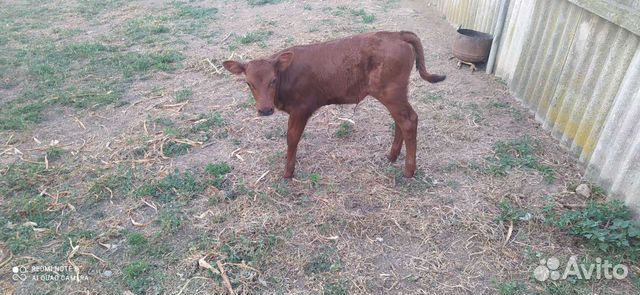 Продам тёлочку или обмен на овцу курдючную