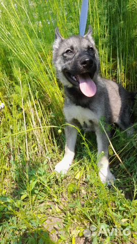 Щенки в добрые руки