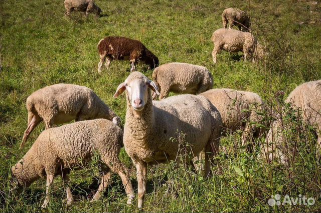 Продаю овец