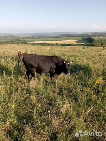 Быки на мясо