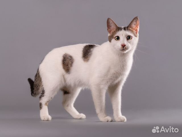 Кошечка по имени Девочка