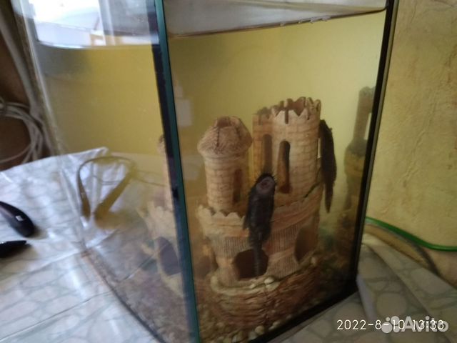 Отдам 2х взр.сомов и 2х мал., лягушку, 2х. рыбок