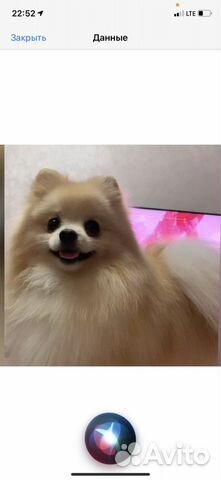 Шпиц
