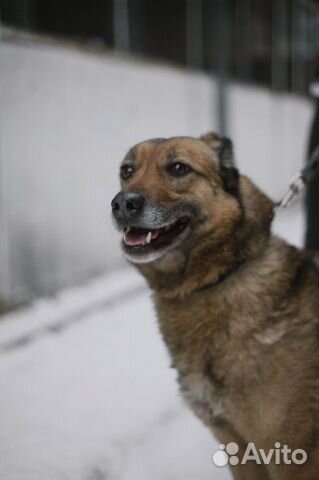 Селла, собака в добрые руки