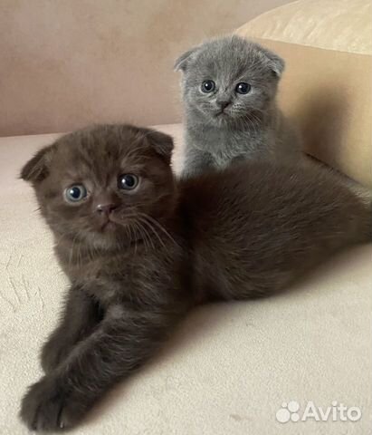 Шотландские вислоухие котята