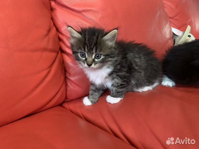 Котенок