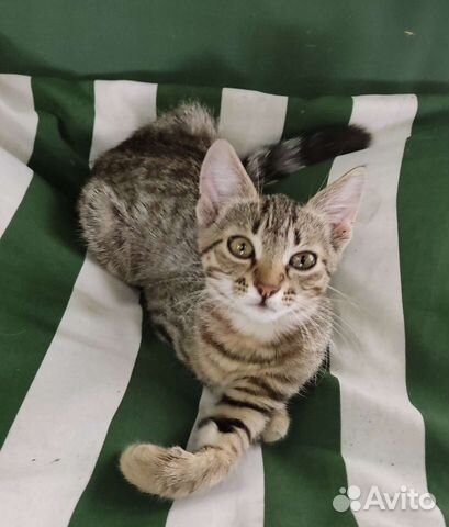 Прелестный котёнок - малышка Капа, в добрые руки