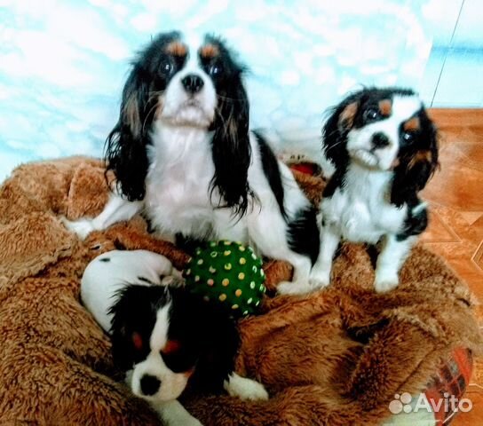 Щенки, Кавалер Кинг Чарльз спаниеля