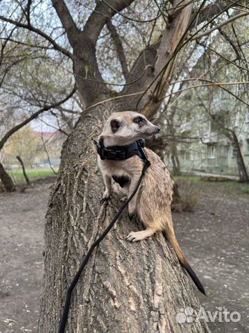 Сурикат вязка