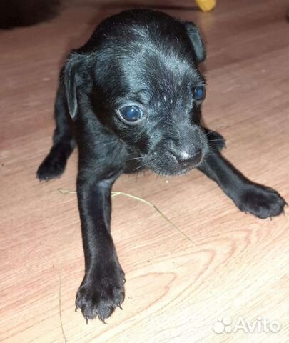 Щенки в добрые руки