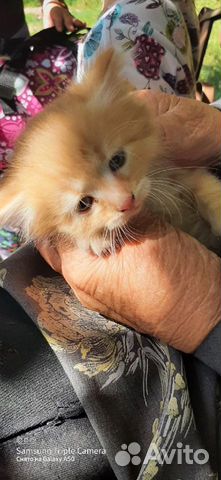 Солнышко ишет родителей