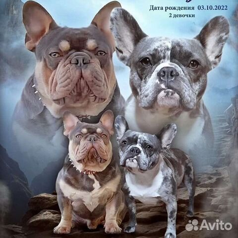 Шикарный француз, щенок