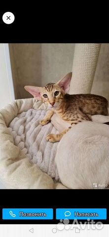 Ориентальная кошка бесплатно